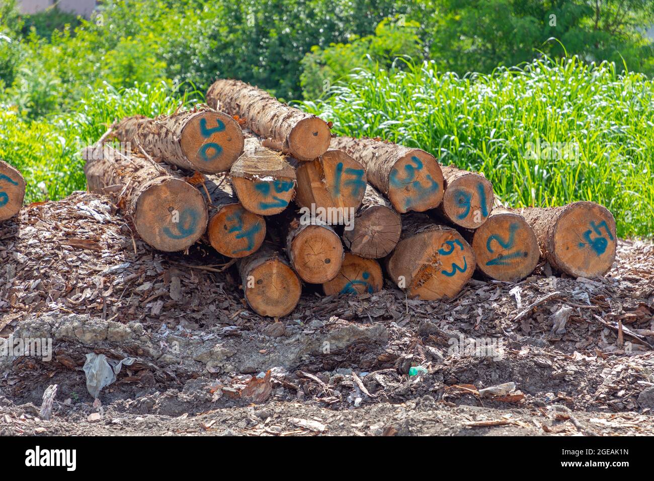 Timber Wood Logs With Numbers for Lumber Industry Stock Photo - Alamy