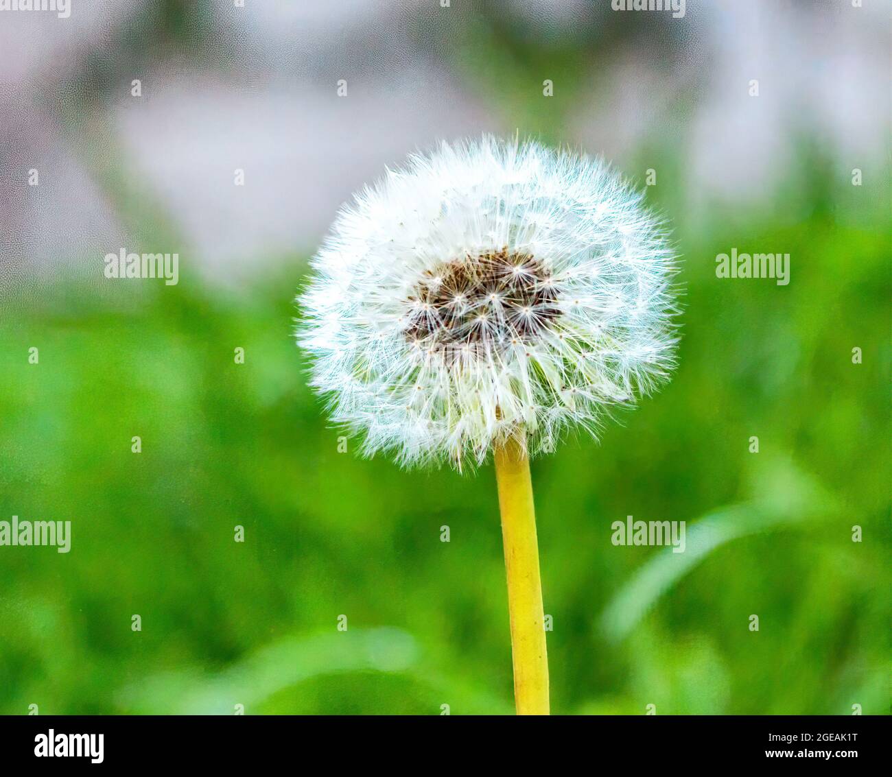 Dandelion seeds blowing in wind hi-res stock photography and images - Alamy