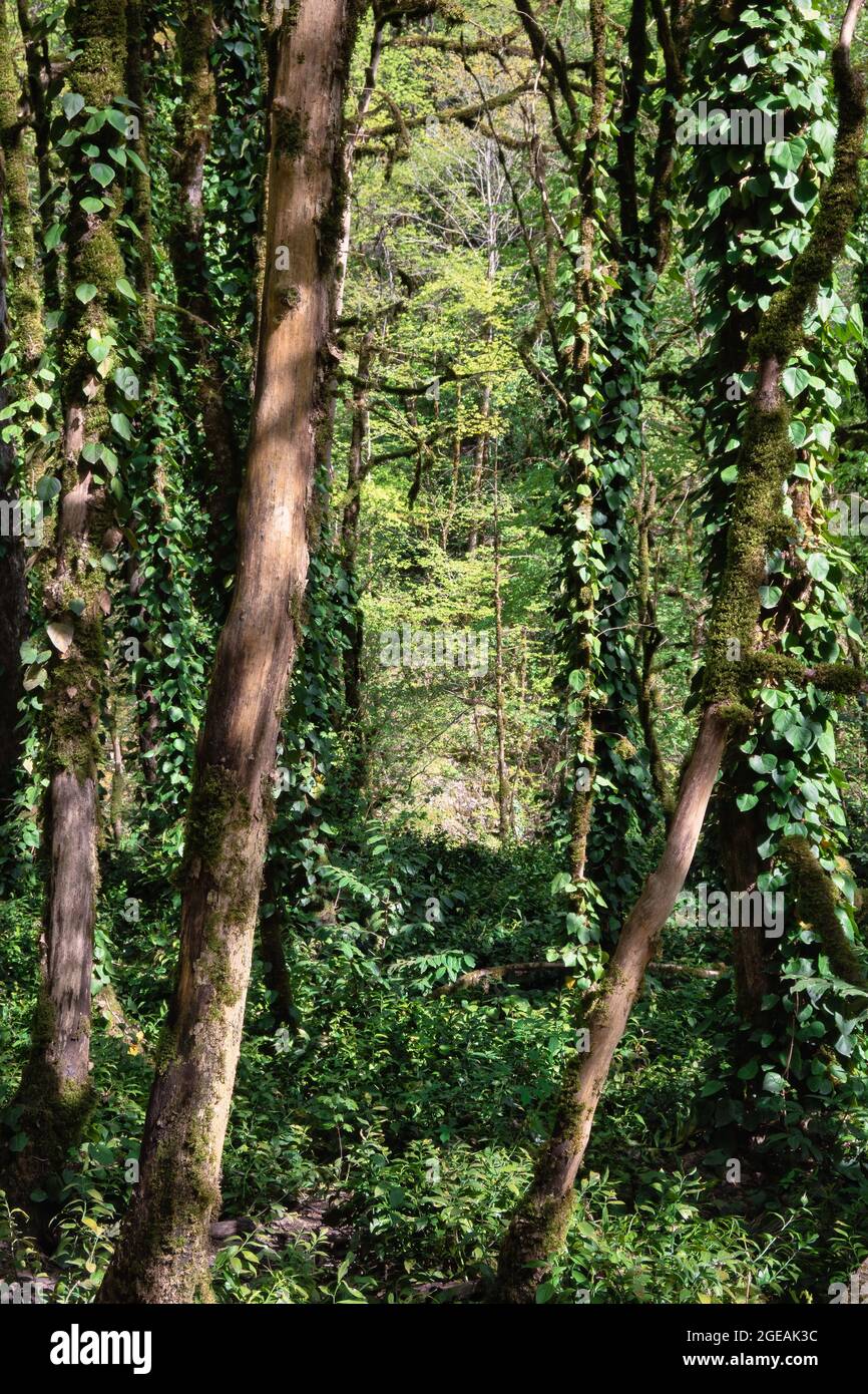 Tangled half barkless tree trunks, overgrown with dense green moss ...