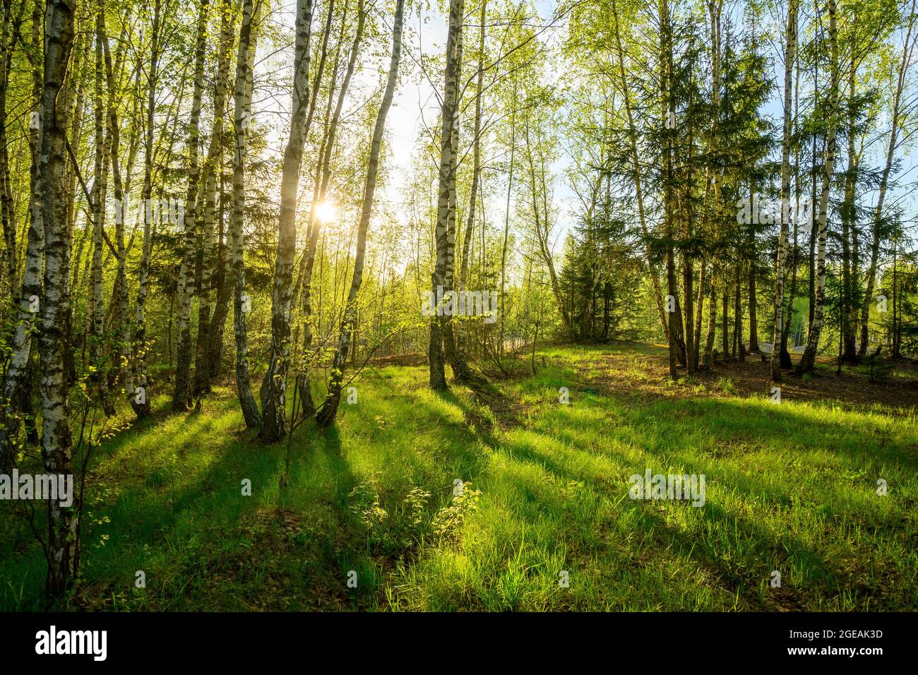 Colorful sunset in the woods. The sun rays cast shadows from birch ...