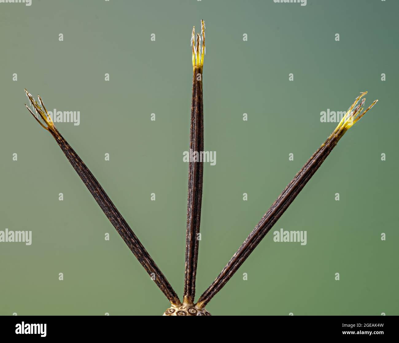 Plant Means High Resolution Stock Photography and Images - Alamy