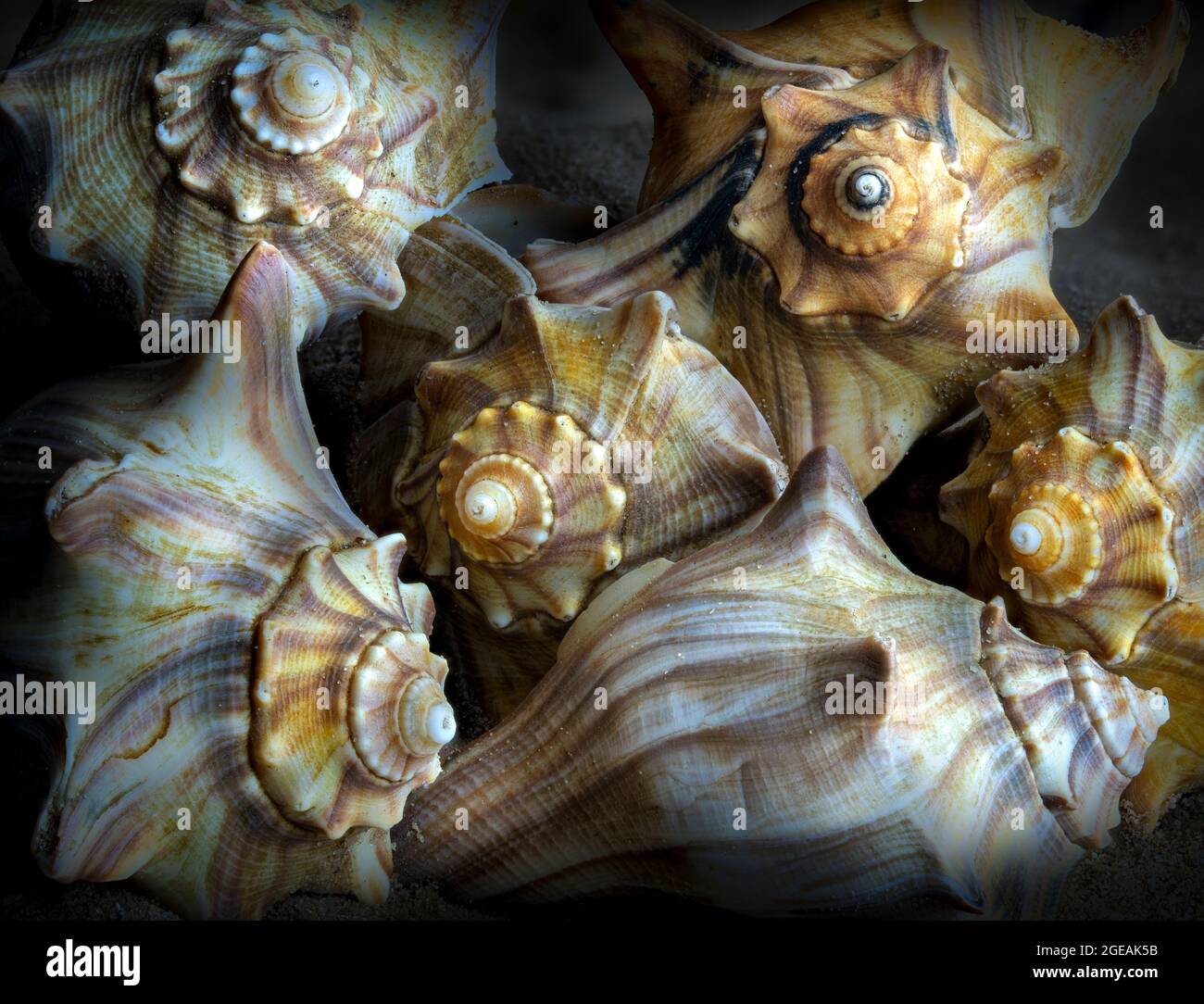 Knobbed whelk hi-res stock photography and images - Alamy