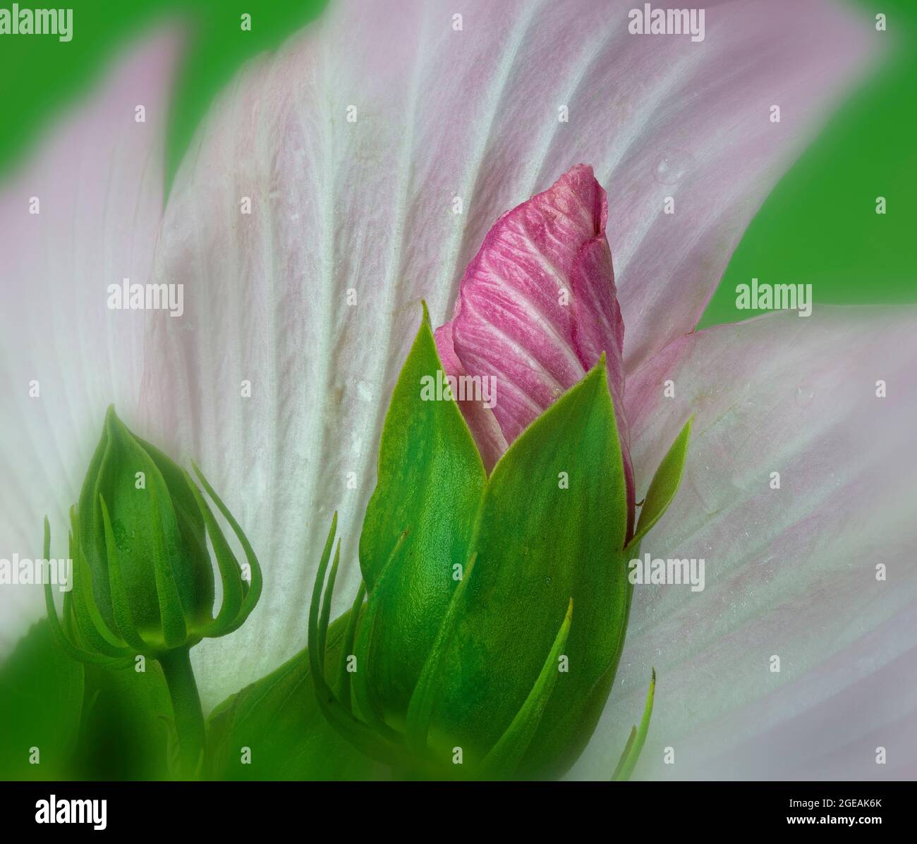 Flower and flower buds of swamp rose mallow (Hibuscus moscheutos Stock ...