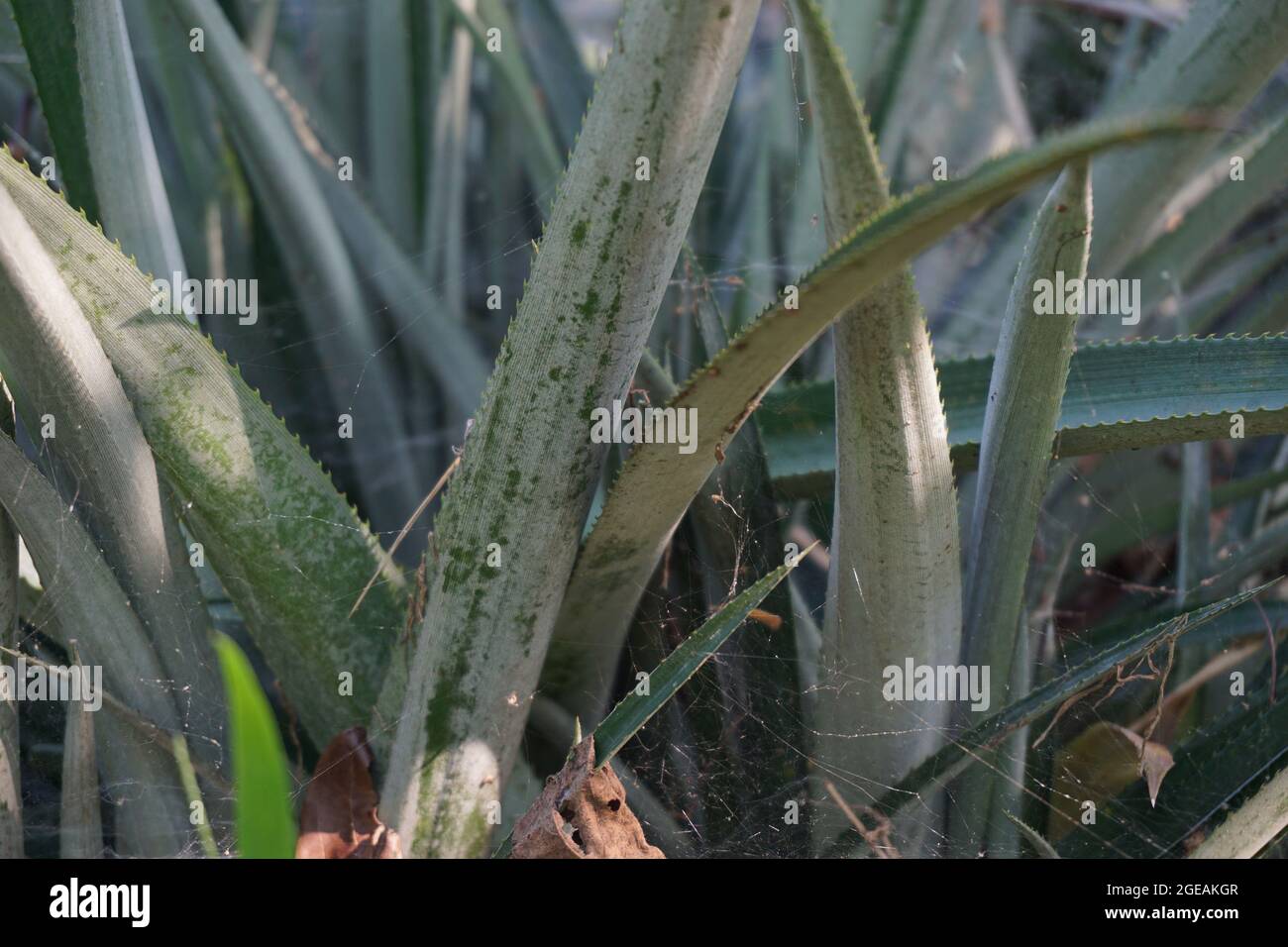 Pineapple tree (Ananas comosus) with a natural background. Exotic ...