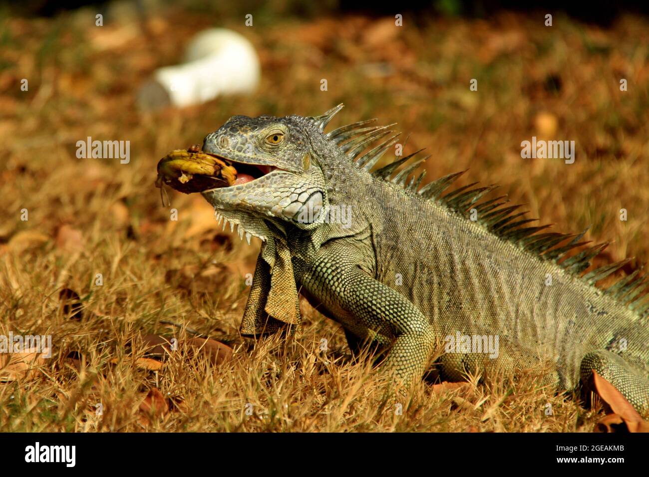 Biggest Iguana In The World