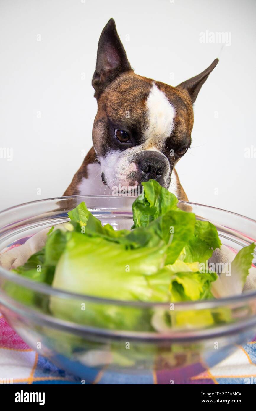 sad french bulldog looks at salad for healthy food but doesn't want to ...