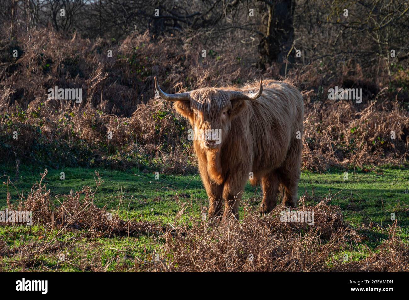 A Highland Cow in the Kent Countryside, UK Stock Photo - Alamy