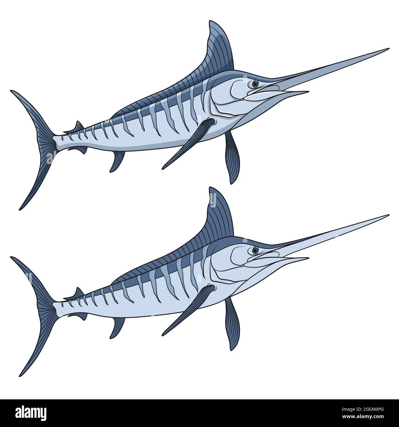 Colored illustration of a marlin fish. Isolated vector objects on white ...