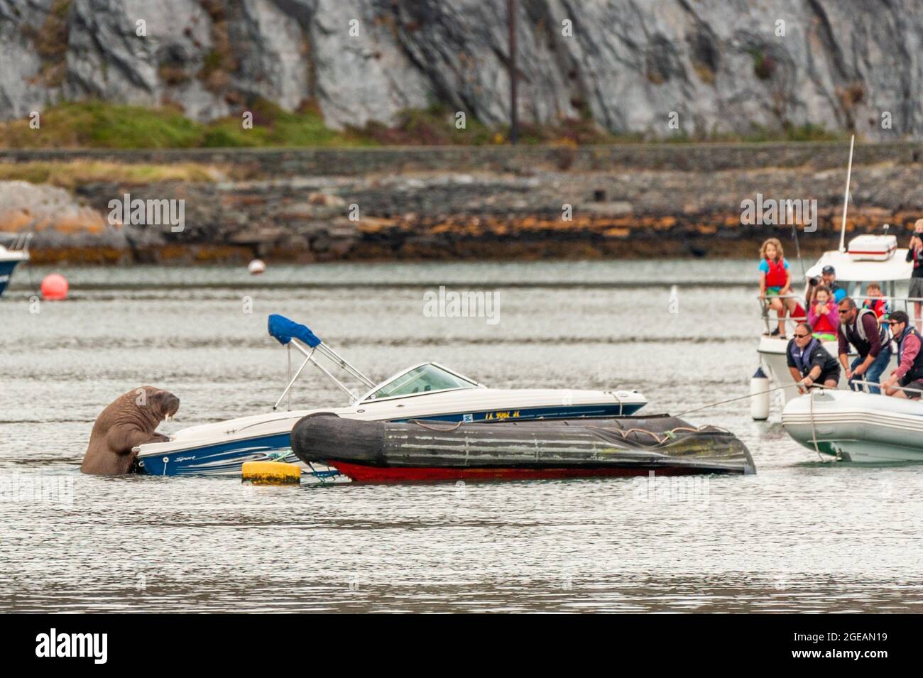 Crookhaven, West Cork, Ireland. 18th Aug, 2021. The Arctic Walrus ...