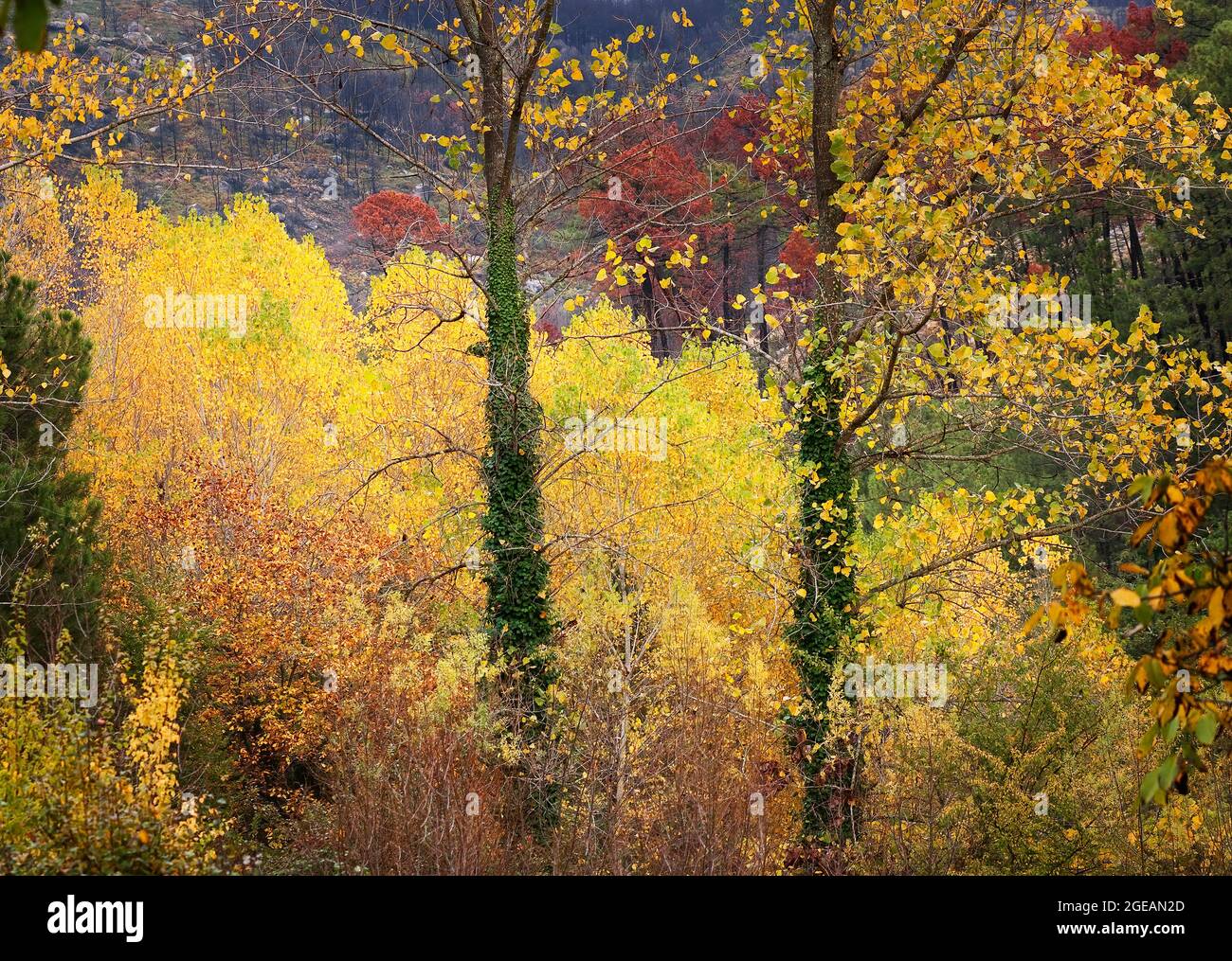 Autumn forest landscape Stock Photo - Alamy