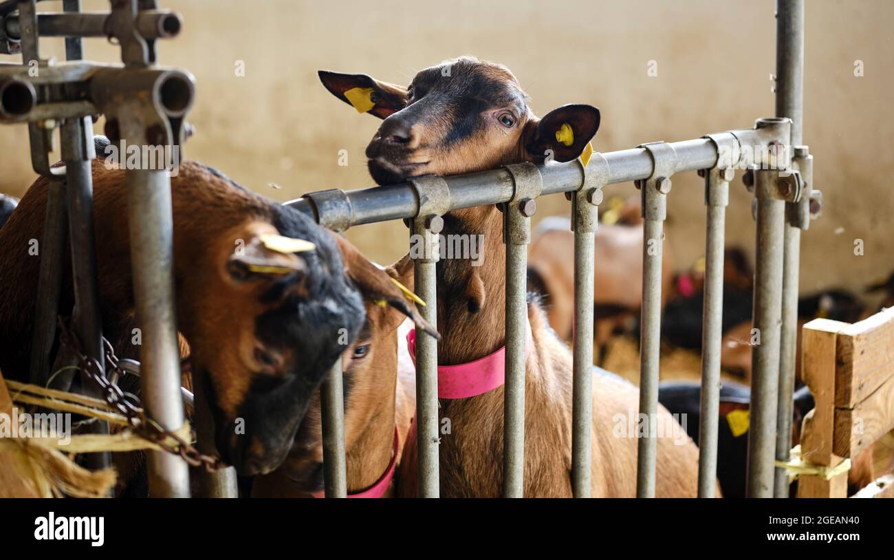 Beautiful goat alpine breed hi-res stock photography and images - Alamy