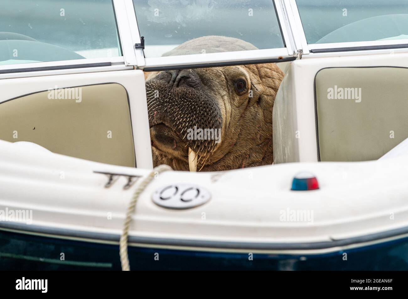 Crookhaven, West Cork, Ireland. 18th Aug, 2021. The Arctic Walrus ...