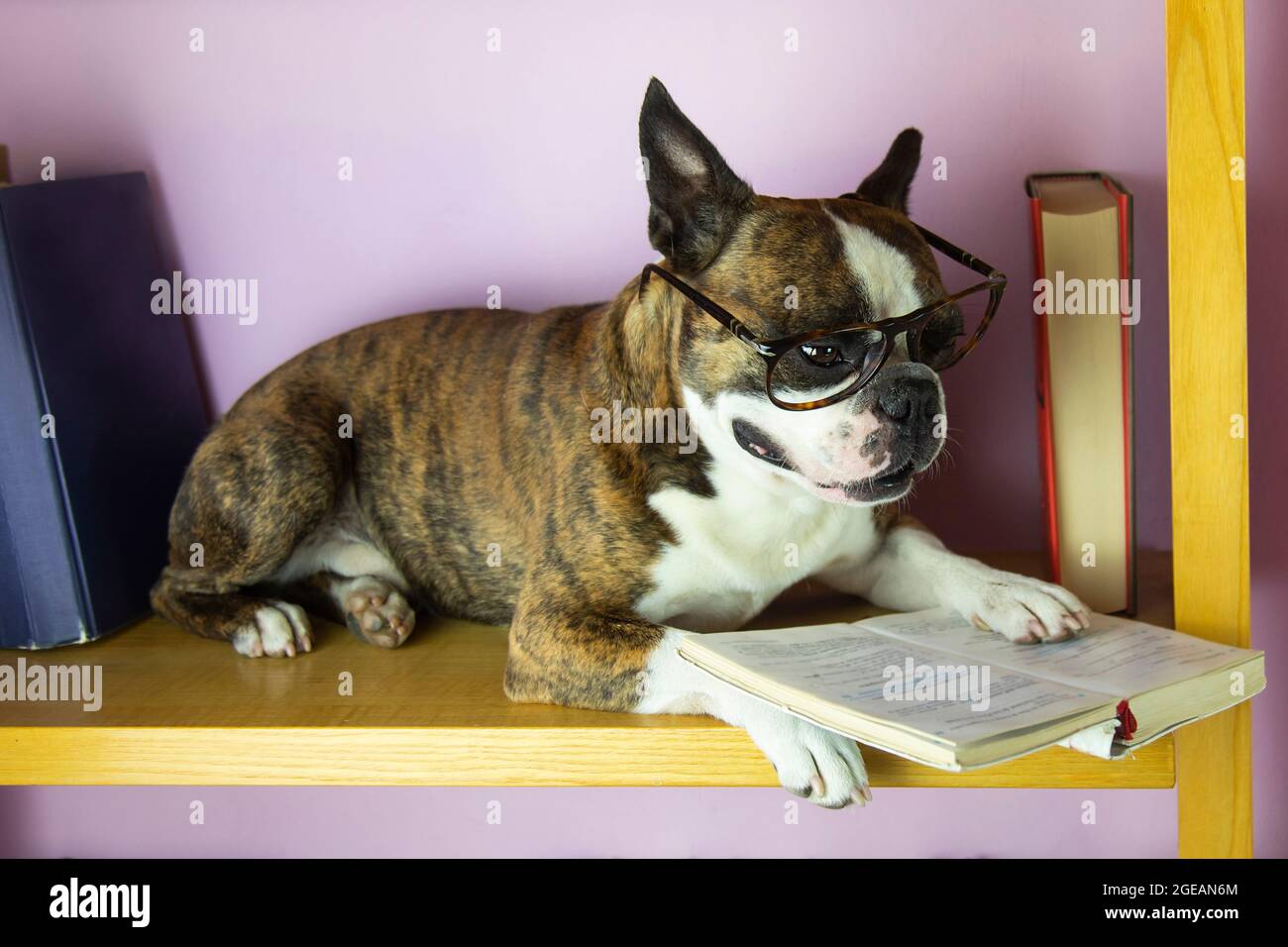 Bulldog Reading Book