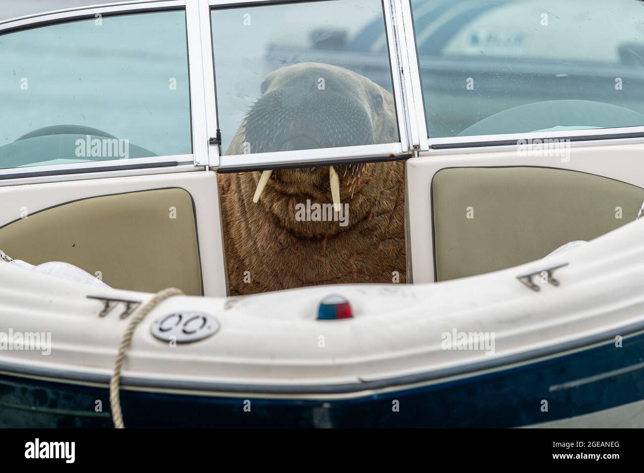 Crookhaven, West Cork, Ireland. 18th Aug, 2021. The Arctic Walrus ...