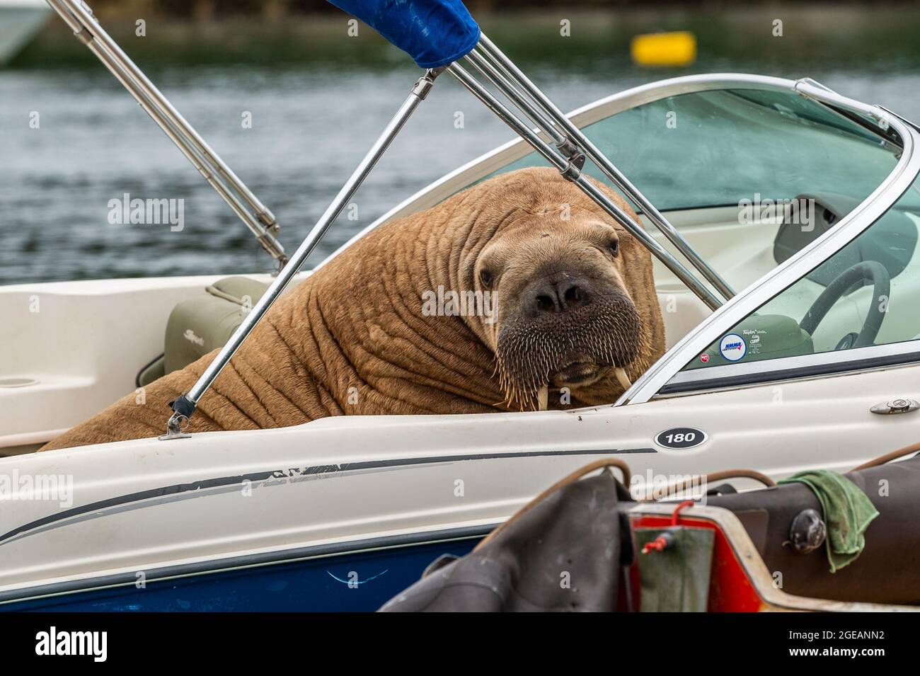 Crookhaven, West Cork, Ireland. 18th Aug, 2021. The Arctic Walrus ...