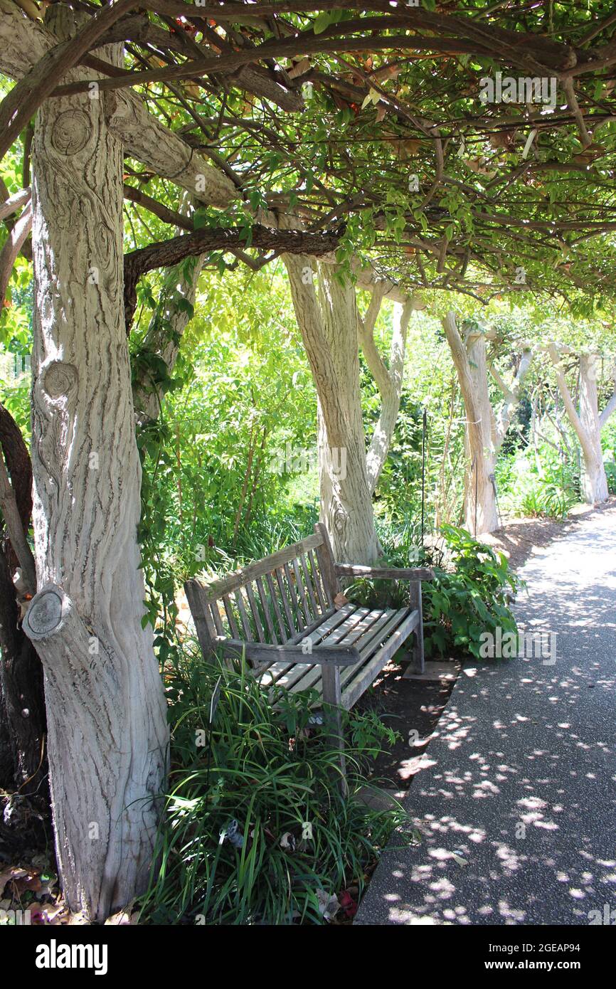 Bench under vine shade Stock Photo - Alamy