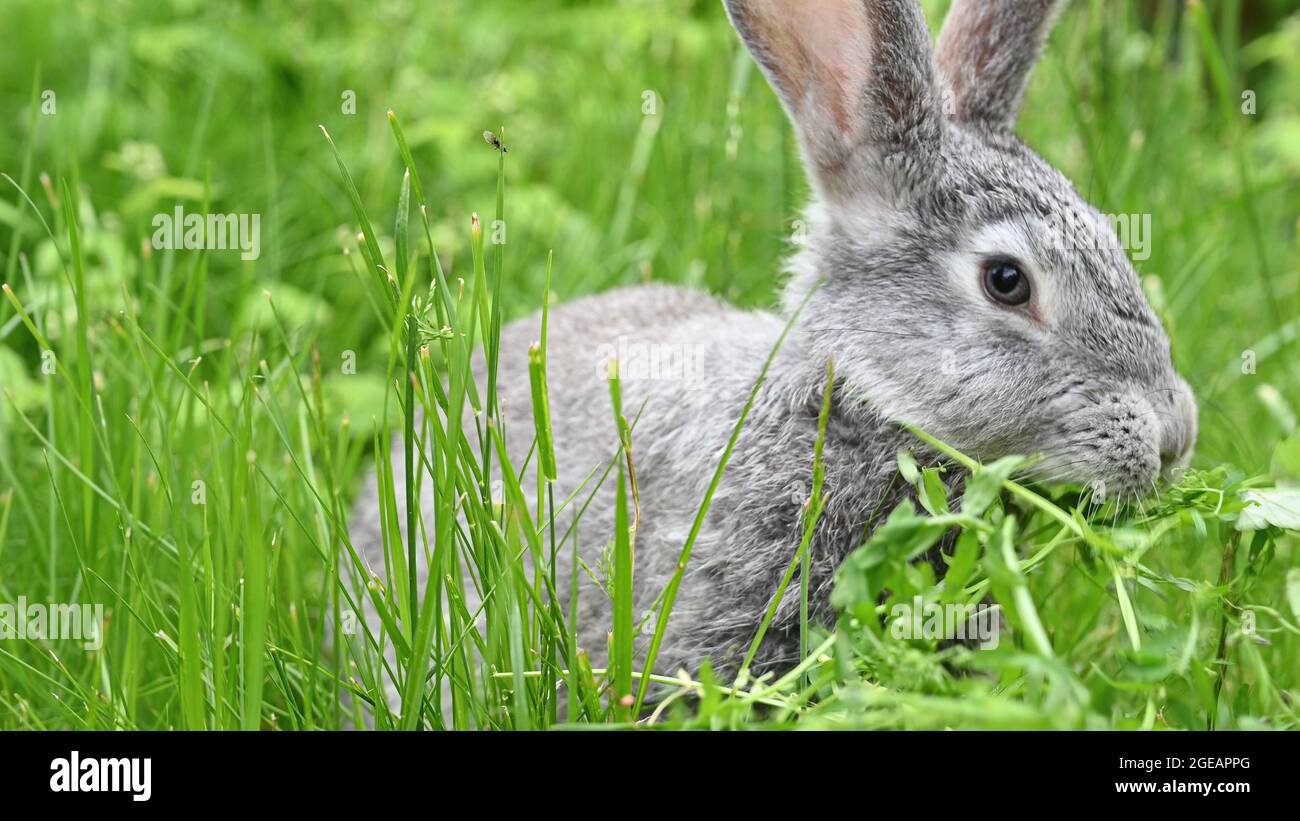 Rabbit uk lawn hi-res stock photography and images - Alamy