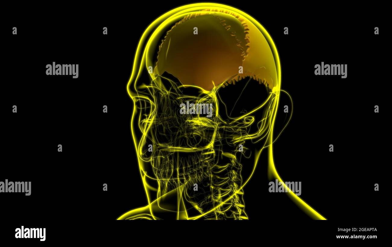 Human Skeleton Skull Parietal Bone Anatomy For Medical Concept 3D ...