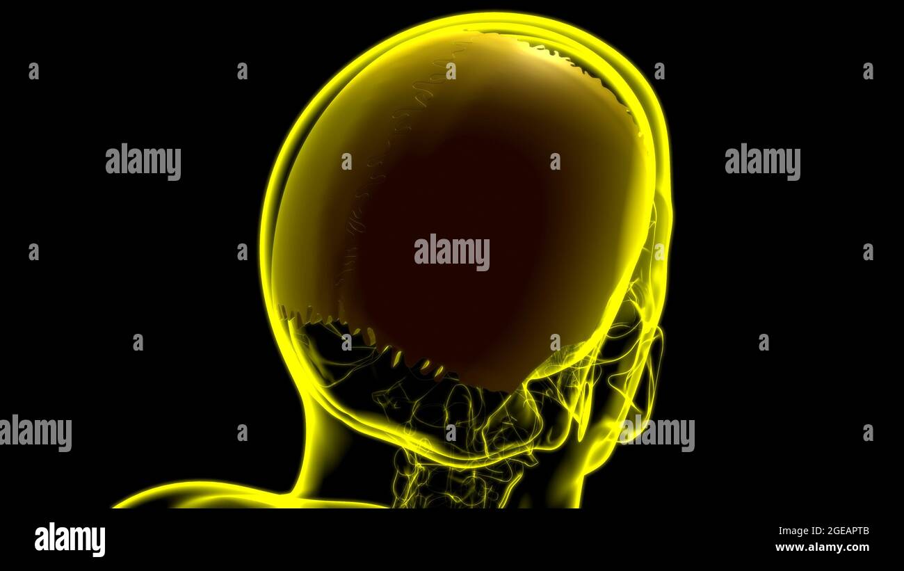 Human Skeleton Skull Parietal Bone Anatomy For Medical Concept 3D ...
