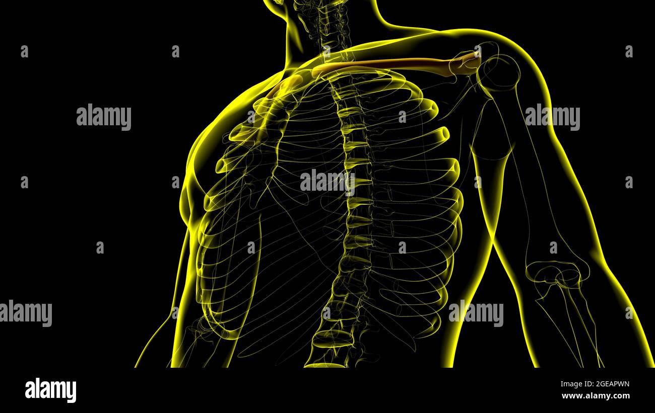 Human skeleton anatomy Clavicle Bones 3D Rendering For Medical Concept ...