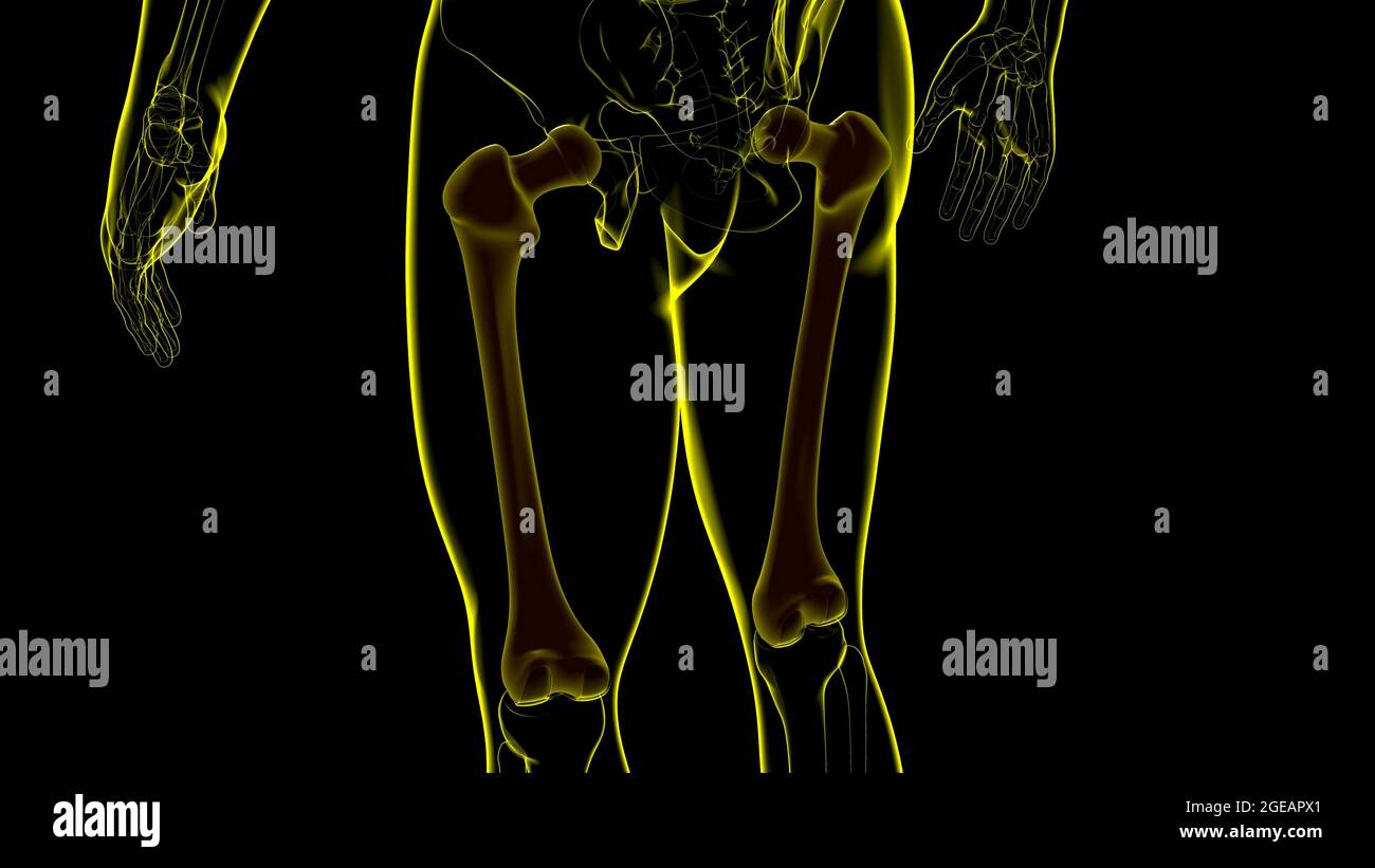 Human skeleton anatomy Femur Bone 3D Rendering For Medical Concept ...