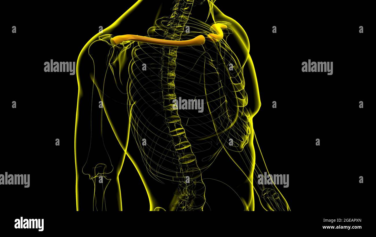 Human skeleton anatomy Clavicle Bones 3D Rendering For Medical Concept ...