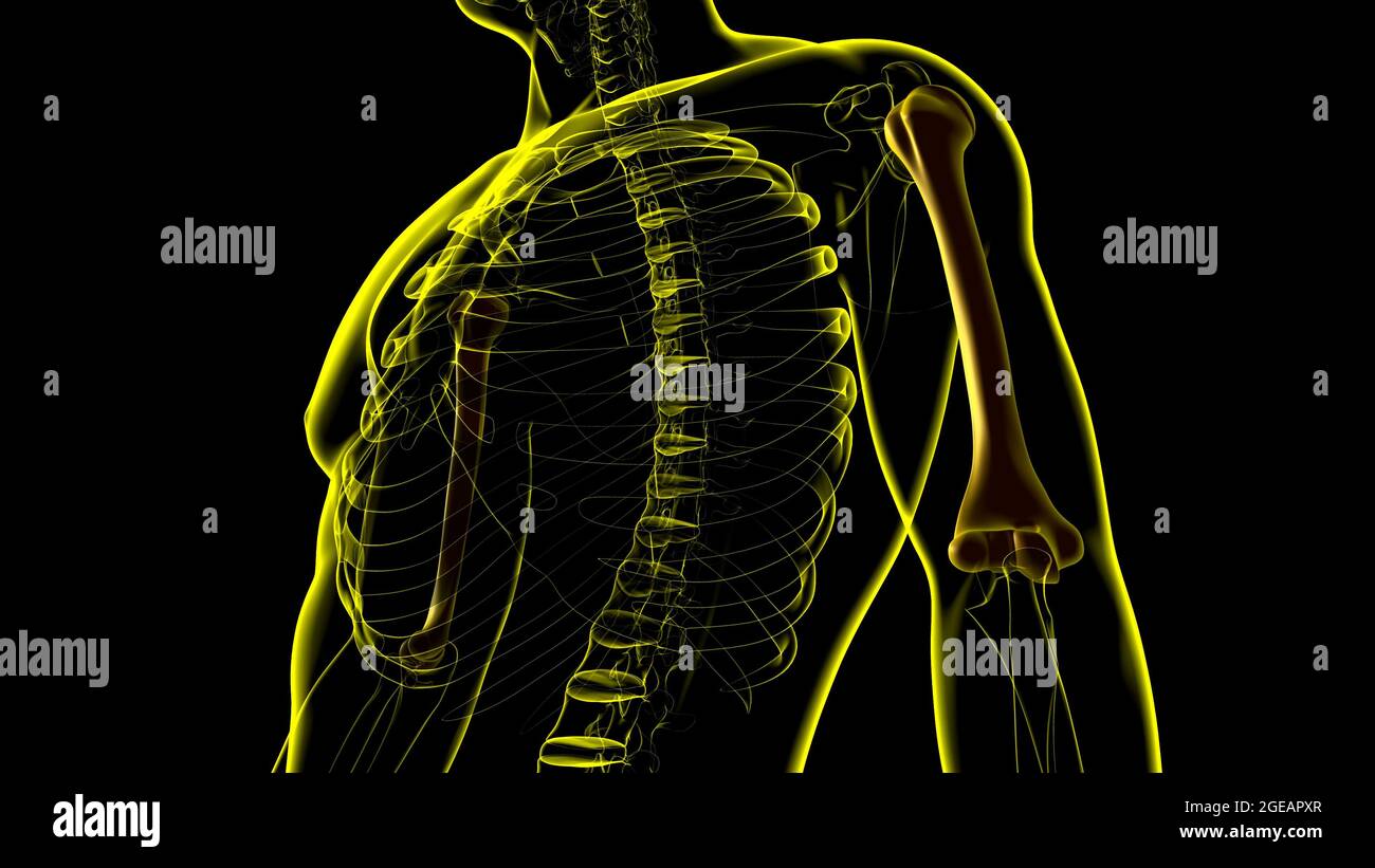 Human skeleton anatomy Humerus Bone 3D Rendering For Medical Concept ...