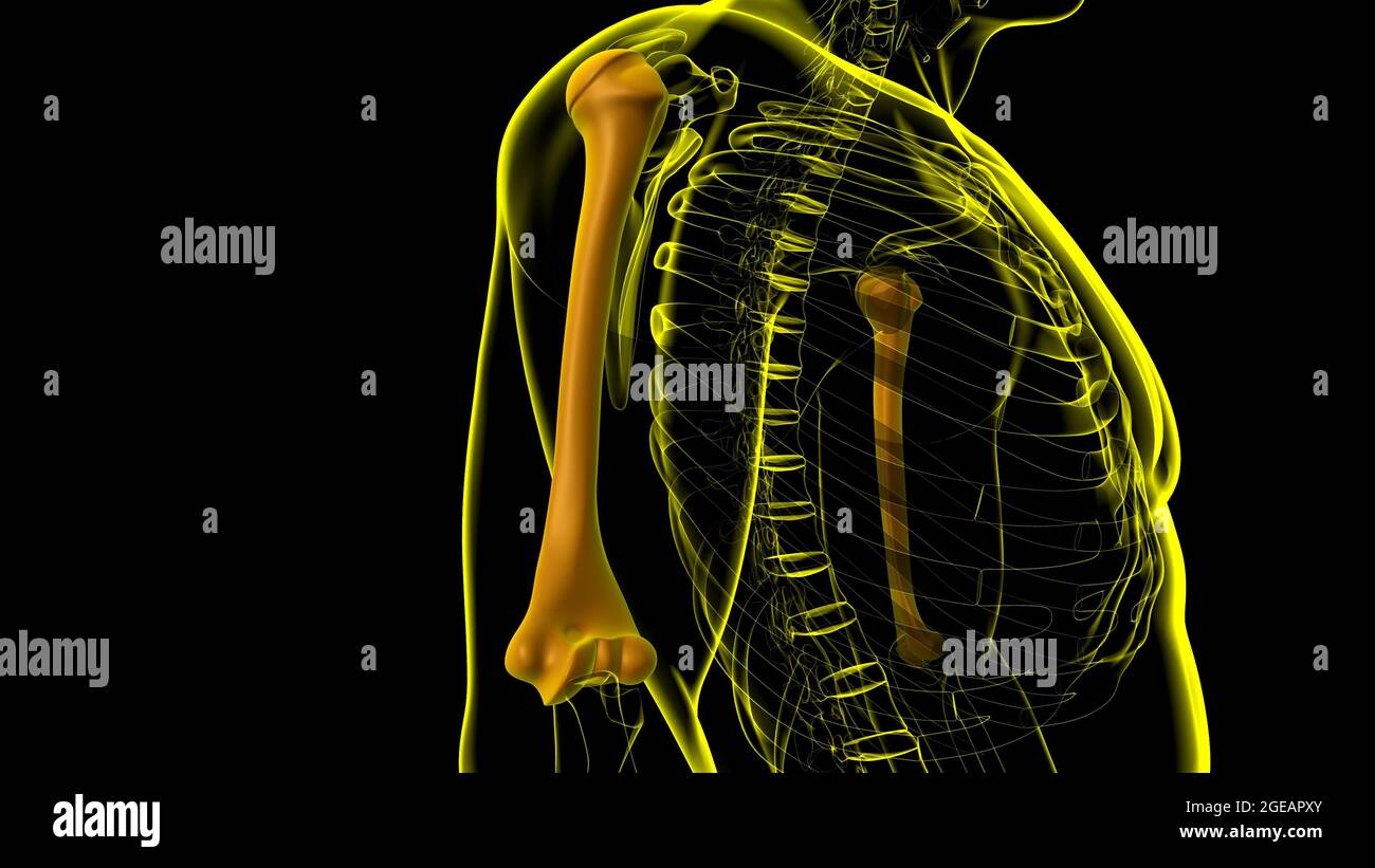Human skeleton anatomy Humerus Bone 3D Rendering For Medical Concept ...