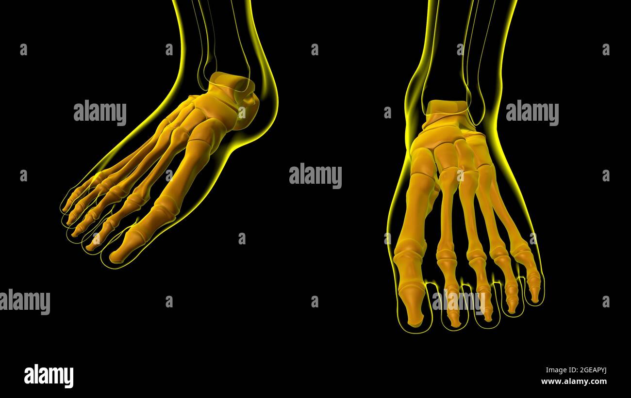 Human Skeleton Foot bones Anatomy For Medical Concept 3D Illustration ...
