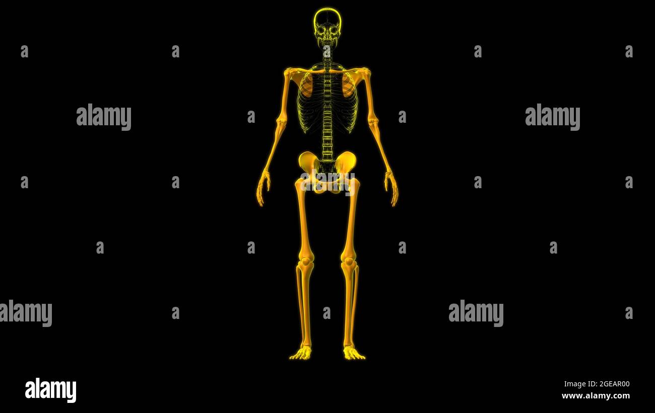 Human Skeleton Appendicular Skeleton Anatomy 3D Illustration Stock ...
