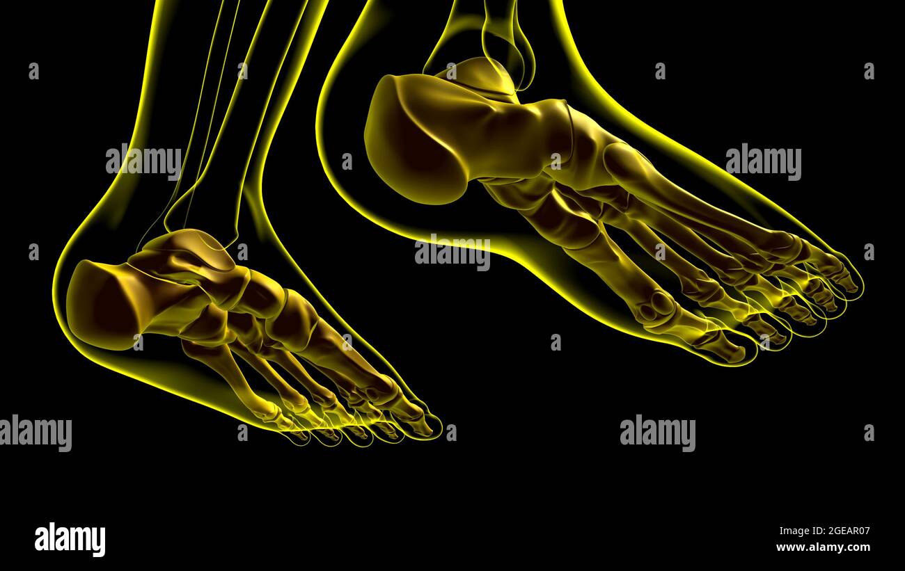 Human Skeleton Foot bones Anatomy For Medical Concept 3D Illustration ...