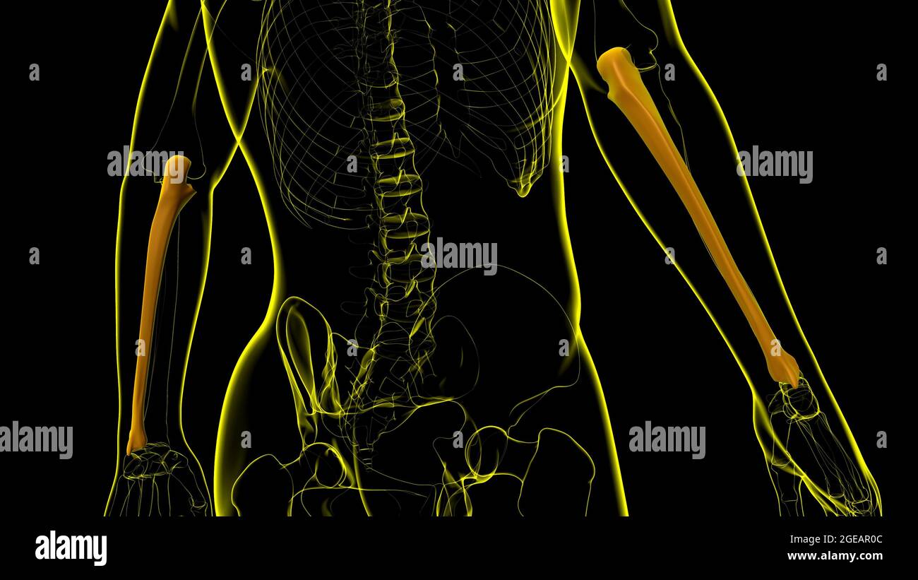 Human skeleton anatomy Ulna Bone 3D Rendering For Medical Concept Stock ...