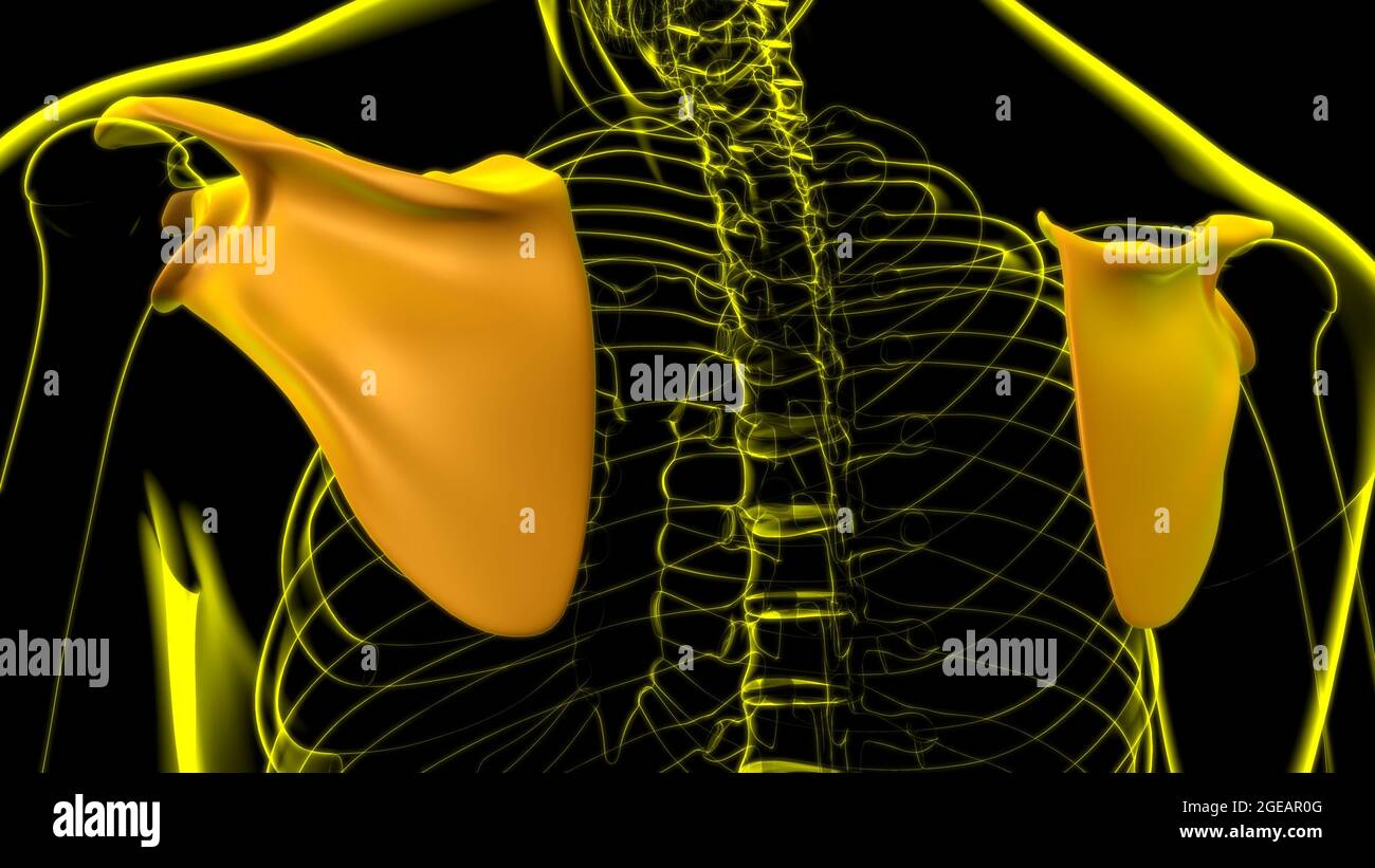 Human skeleton anatomy Scapula Bone 3D Rendering For Medical Concept ...