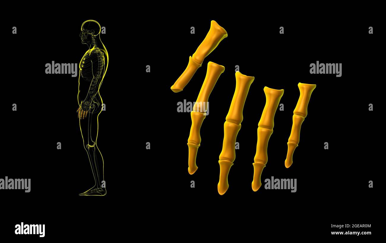 Human Skeleton Hand Phalanges Bone Anatomy For Medical Concept 3D ...