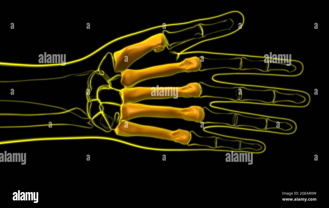 Human Skeleton Hand Phalanges Bone Anatomy For Medical Concept 3D ...