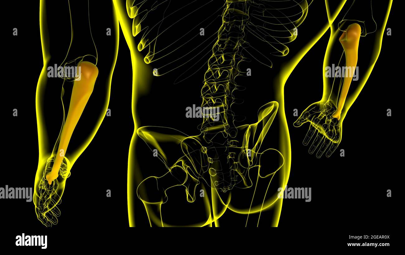 Human skeleton anatomy Ulna Bone 3D Rendering For Medical Concept Stock ...