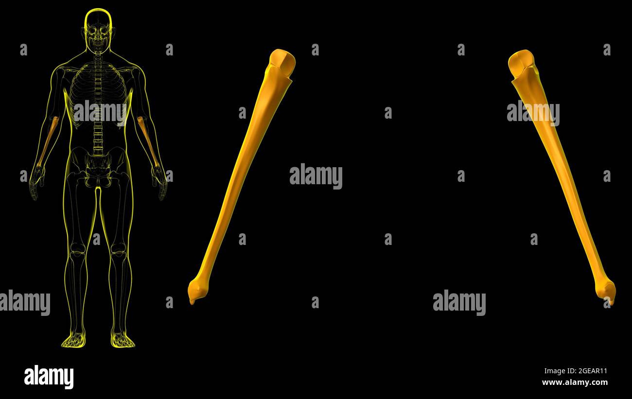 Human skeleton anatomy Ulna Bone 3D Rendering For Medical Concept Stock ...