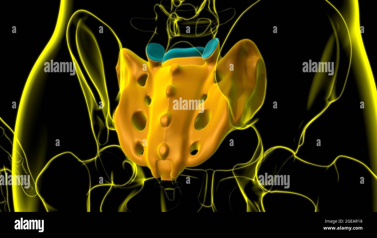 Human skeleton anatomy Sacral Bone 3D Rendering For Medical Concept ...