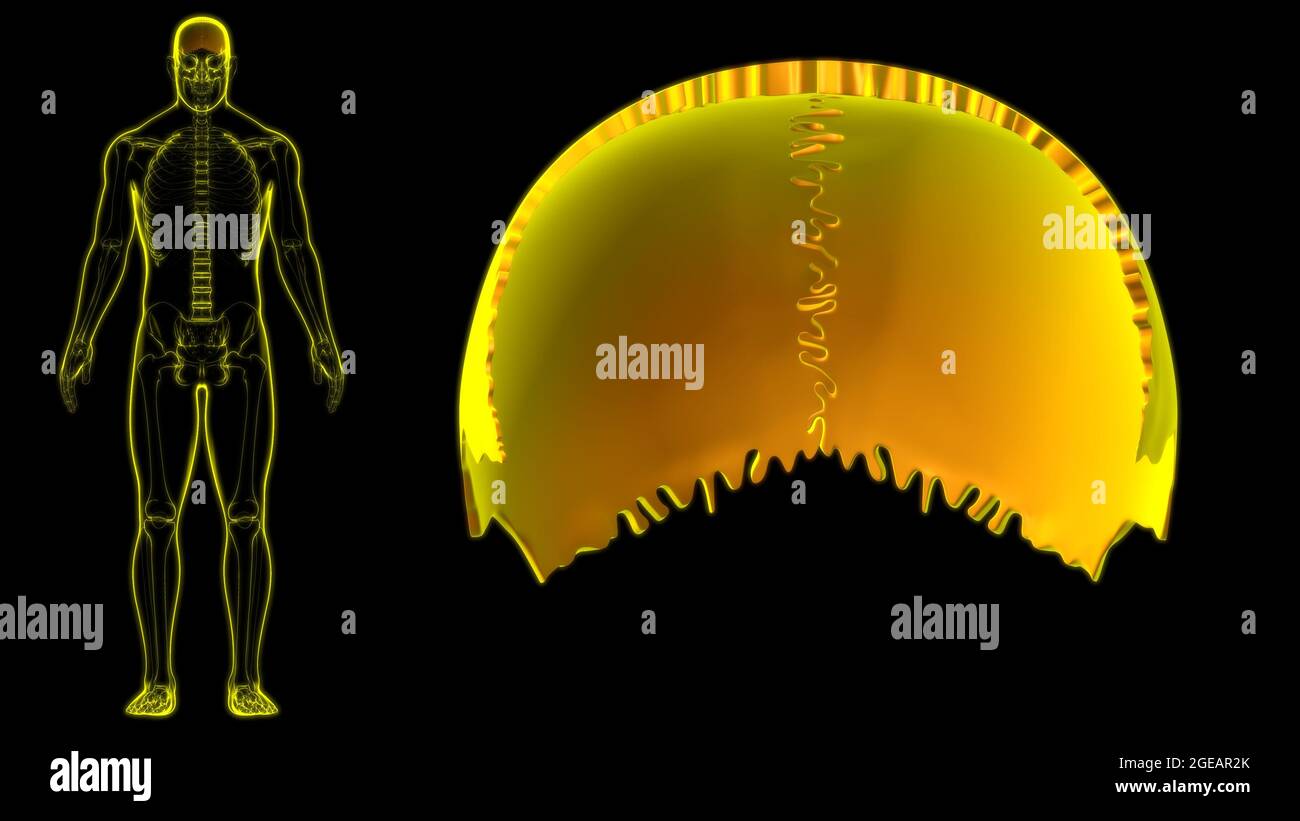 Human Skeleton Skull Parietal Bone Anatomy For Medical Concept 3D ...