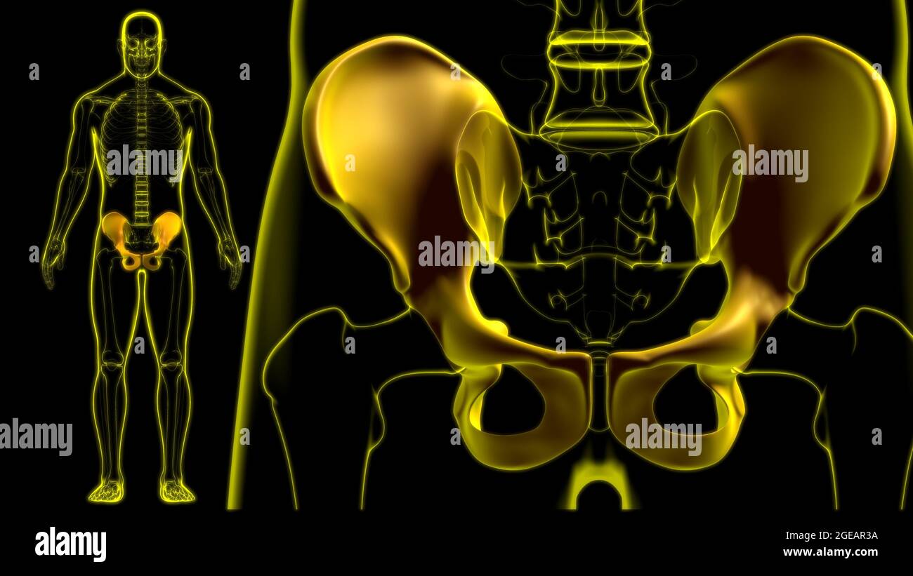 3d Hip Joint High Resolution Stock Photography and Images - Alamy