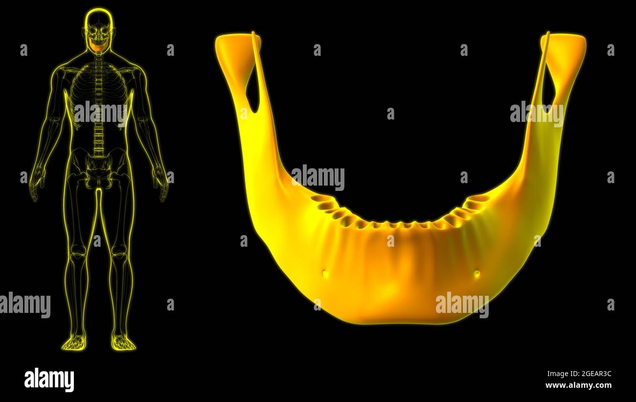 Human Skeleton Skull Mandible Bone Anatomy For Medical Concept 3D ...