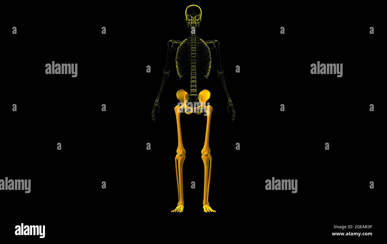X ray bones of the lower limbs hi-res stock photography and images - Alamy