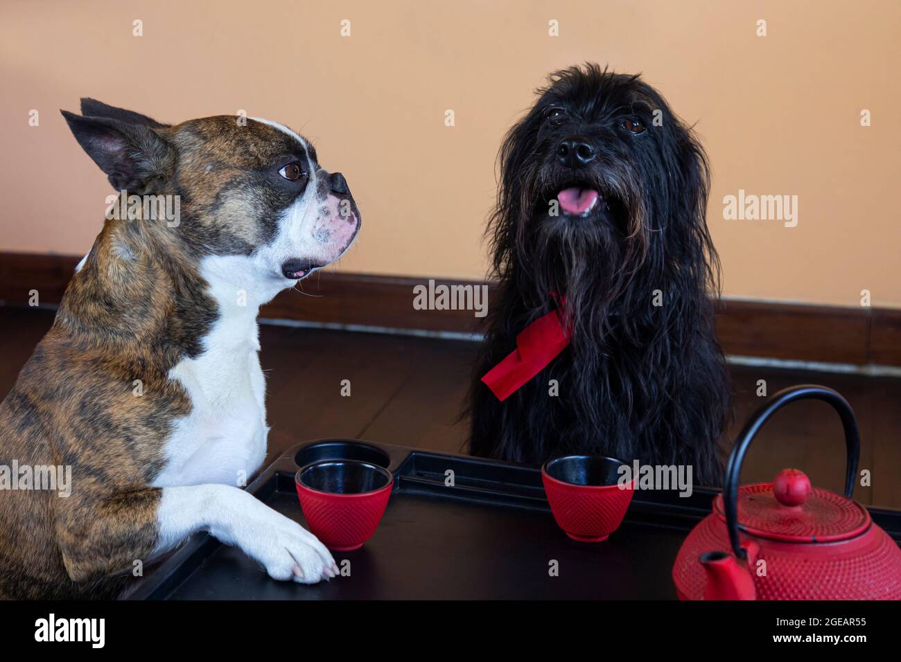 small dogs schnauzers and french bulldog drink a cup of tea like people ...