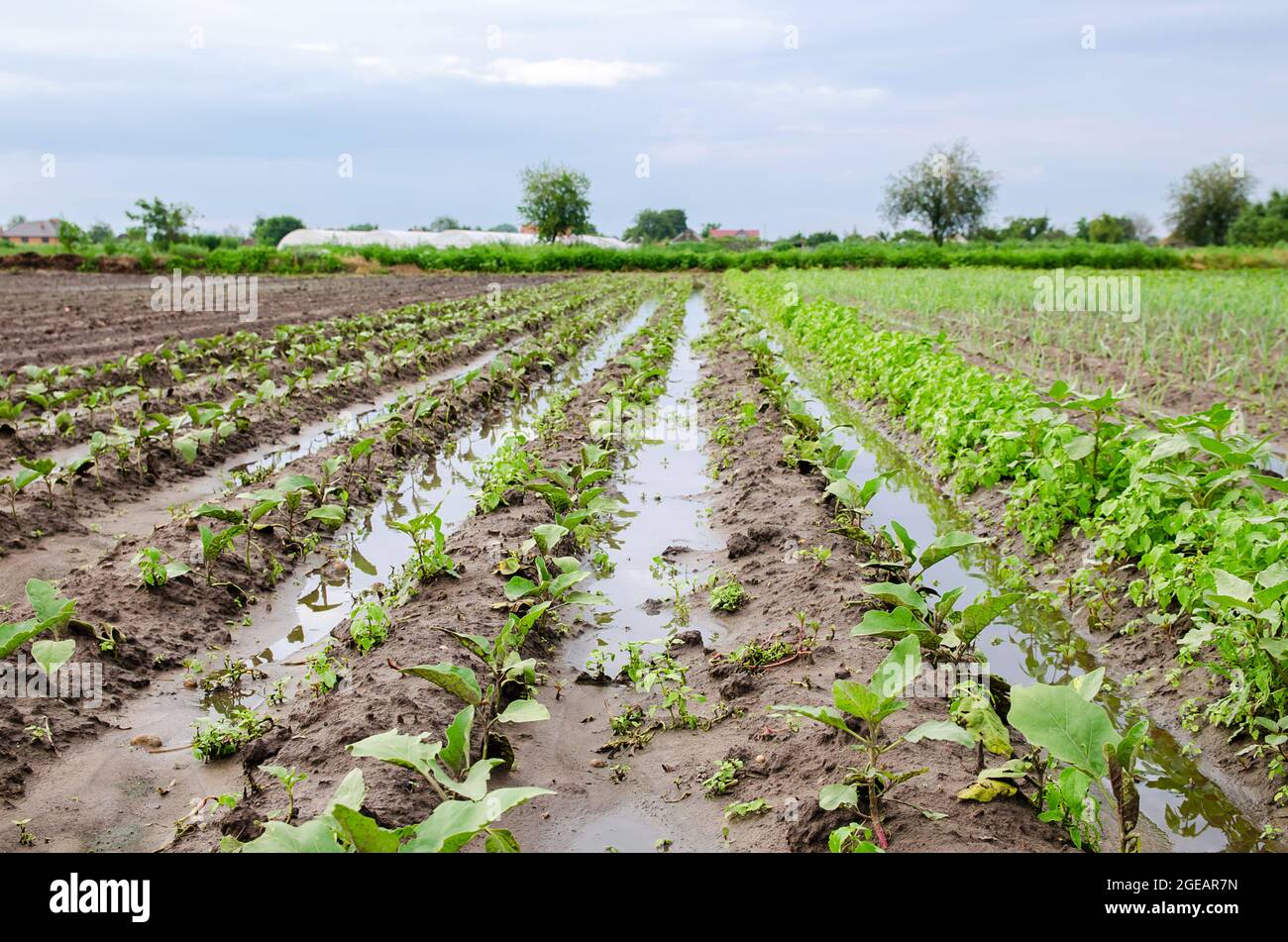Natural disaster on the farm. Flooded field with seedlings of eggplant ...