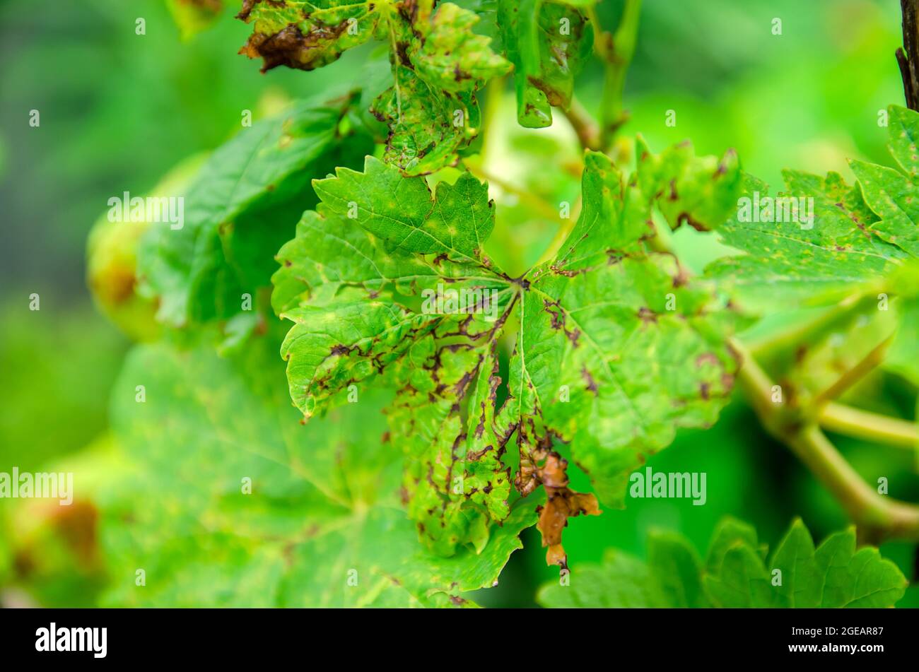 Lost grape leaves close up. Bad harvest. Leaves affected by disease ...