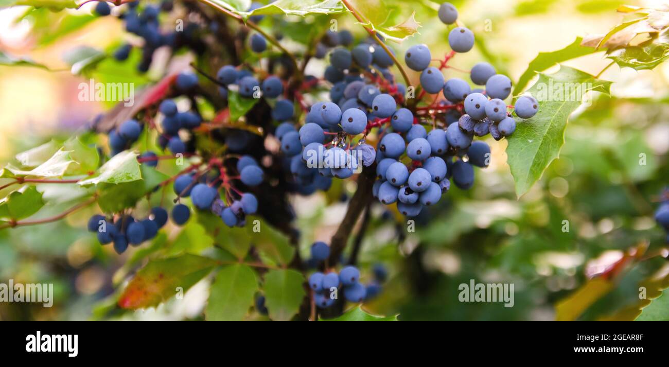 Blue berries Mahonia aquifolium (Oregon-grape or Oregon grape) and bush ...