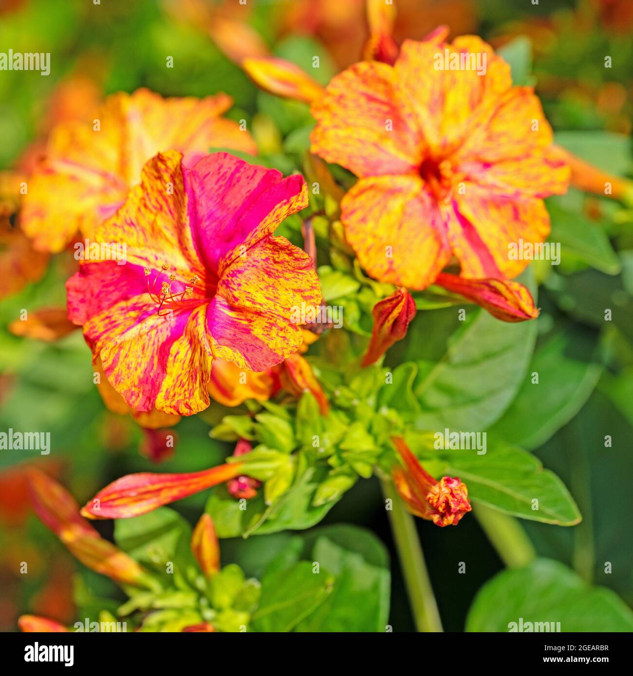 Blooming miracle flower, Mirabilis jalapa Stock Photo - Alamy