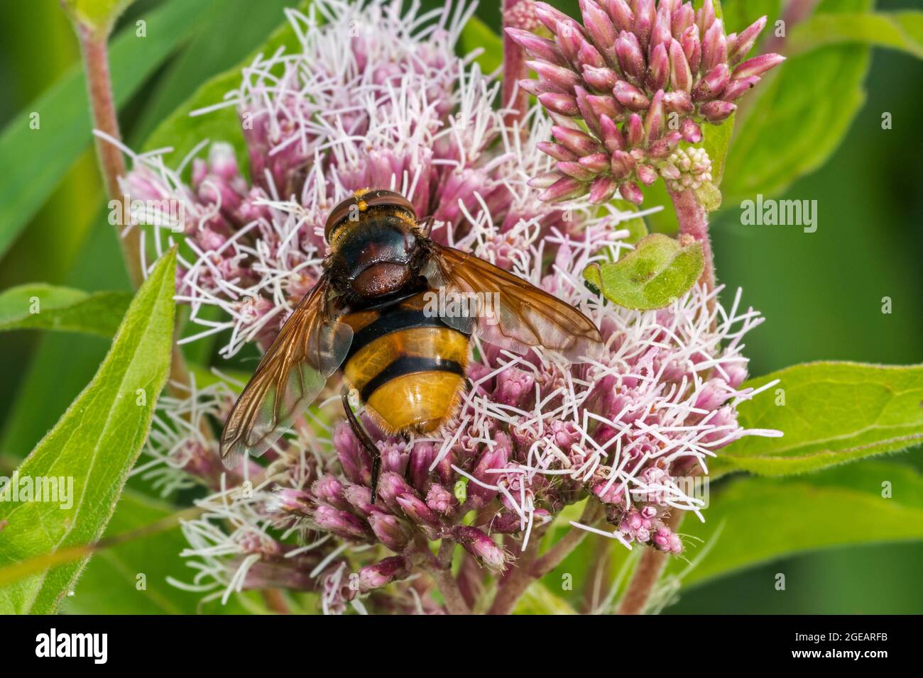Hornet mimic hoverfly (Volucella zonaria) male pollinating hemp ...