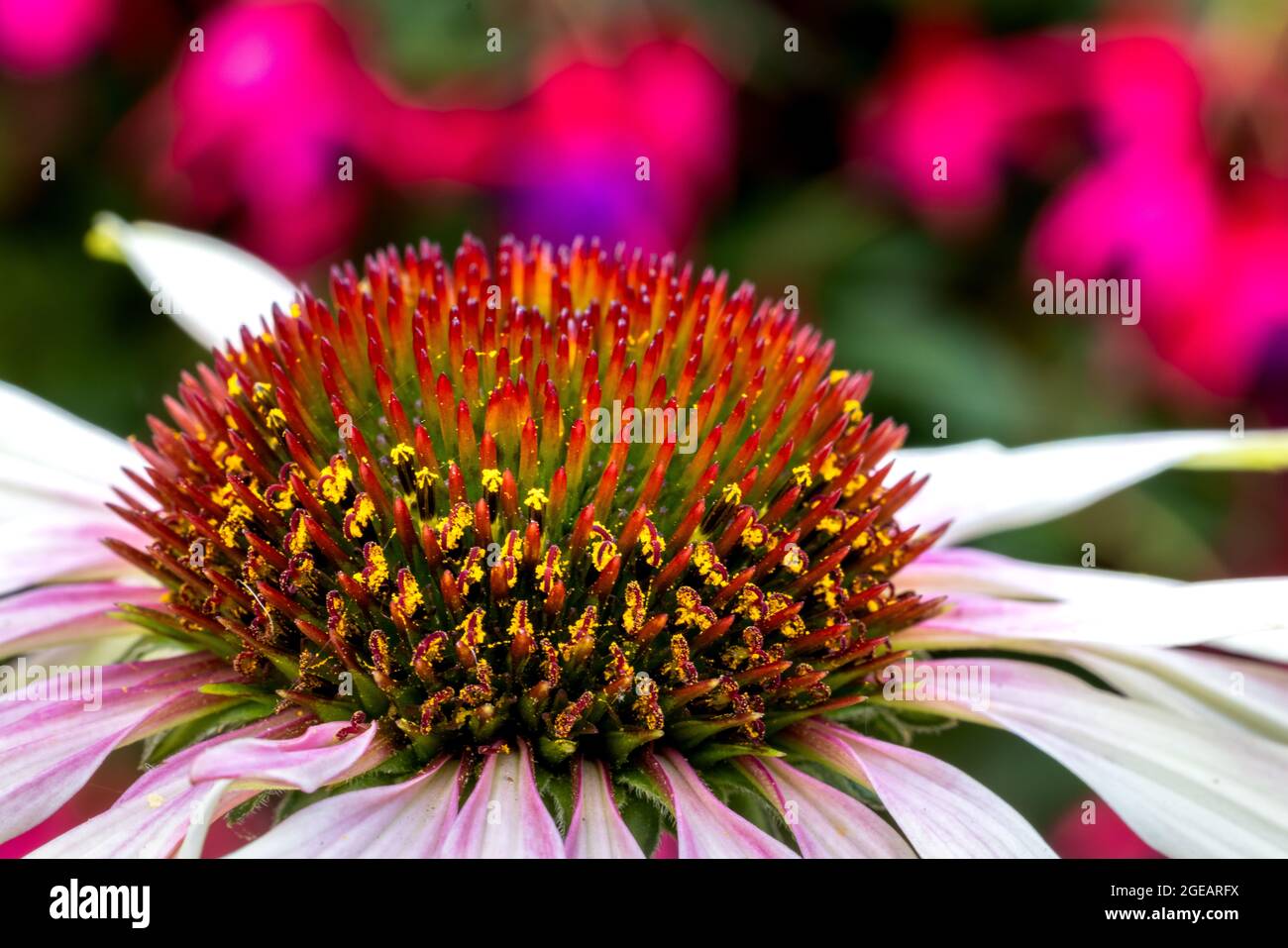 Echinacea Halo White Purple - Closeup of spiny center of the head ...