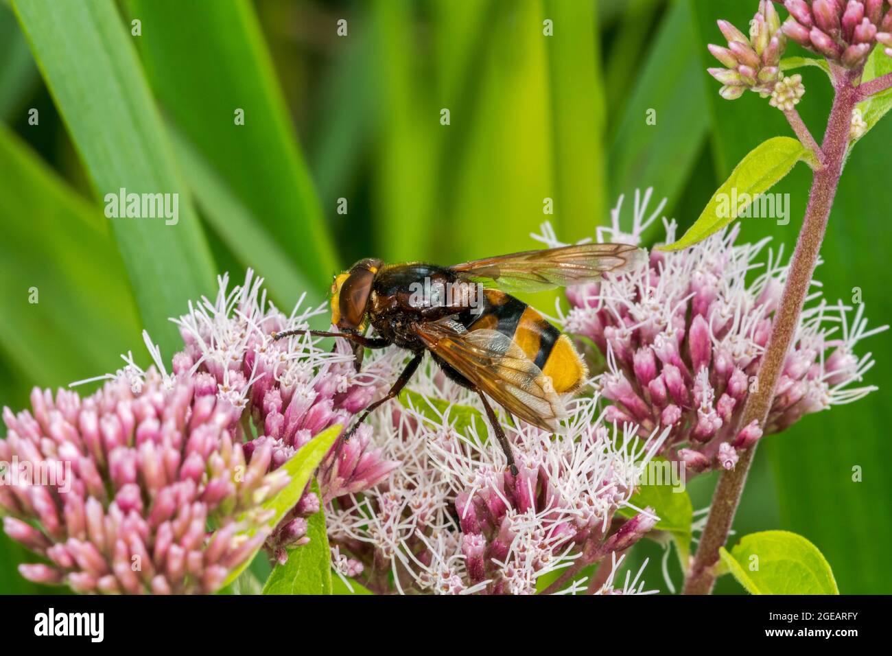 Hornet mimic hoverfly (Volucella zonaria) male pollinating hemp ...